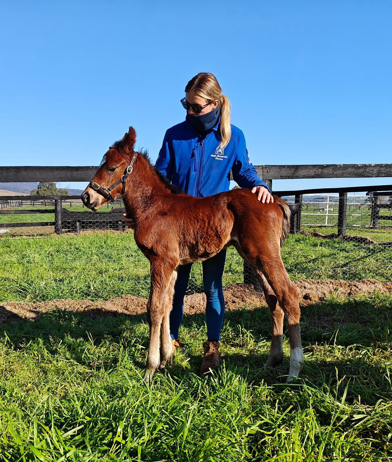 Boom! Pittsburgh Flyer does it again for Sir Owen. – GoBloodStock