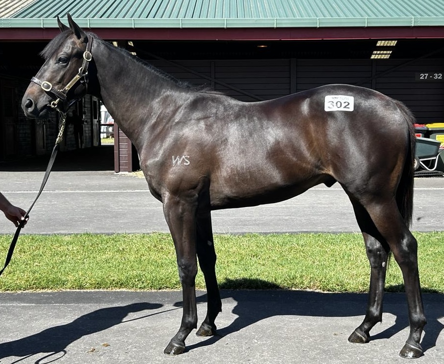 Go Bloodstock support revitalized NZ industry with SAVABEEL yearling ...